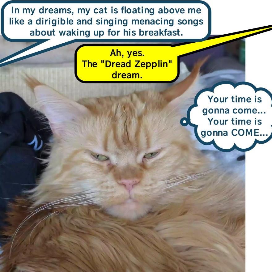 And in my dream... - Lolcats - lol | cat memes | funny cats | funny cat ...