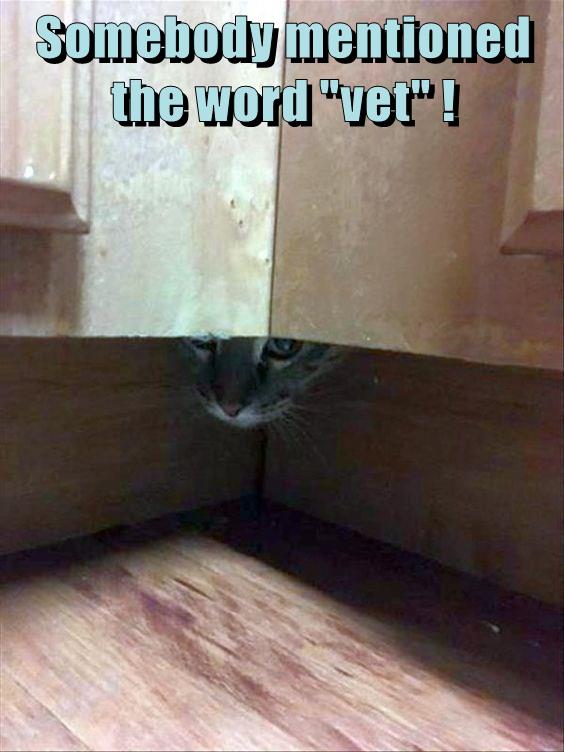 Somebody mentioned the word "vet" ! - Lolcats - lol | cat memes | funny ...