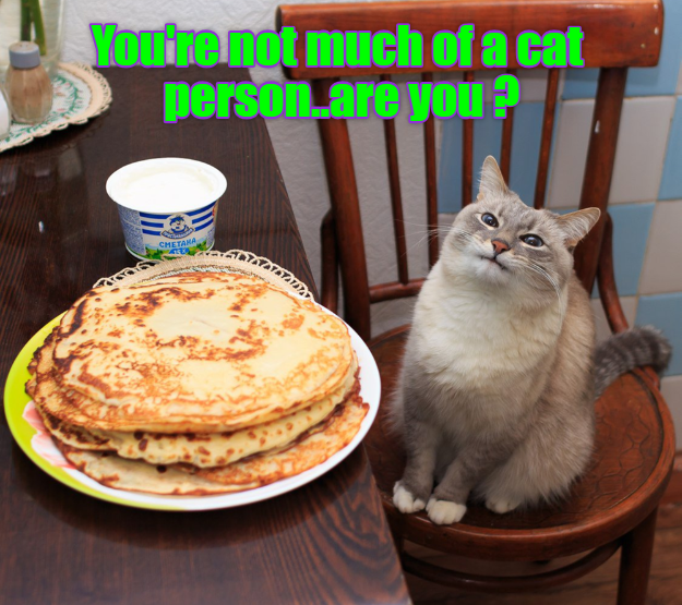 You call this breakfast ! - Lolcats - lol | cat memes | funny cats ...
