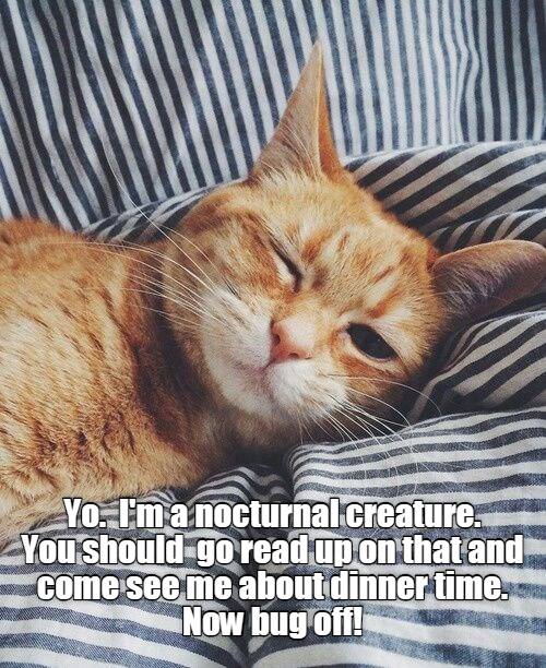 Now bug off - Lolcats - lol | cat memes | funny cats | funny cat ...