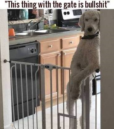 This gate.... - I Has A Hotdog - Dog Pictures - Funny pictures of dogs ...
