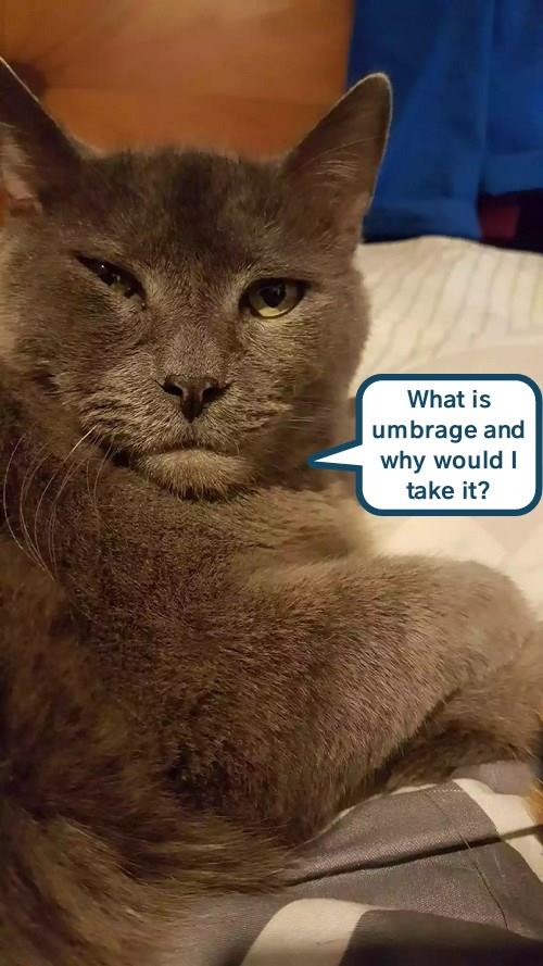 Kitteh hassa irony - Lolcats - lol | cat memes | funny cats | funny cat ...