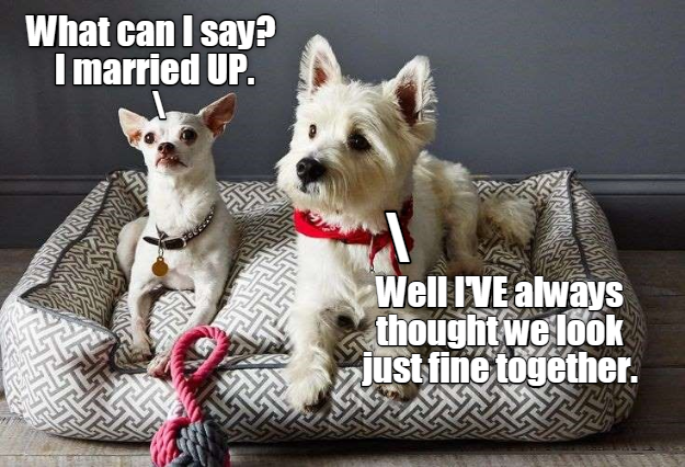 Love aint blind, it's just very accepting. - I Has A Hotdog - Dog ...