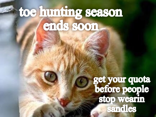 Kitten alert - Lolcats - lol | cat memes | funny cats | funny cat ...