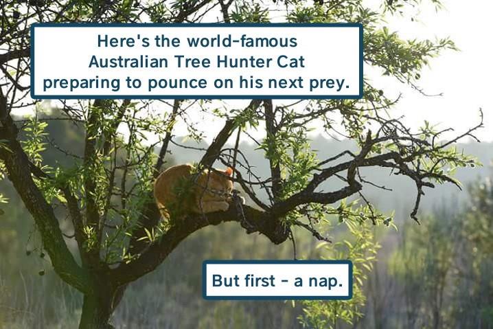 Deadly or deadly cute? - Lolcats - lol | cat memes | funny cats | funny ...