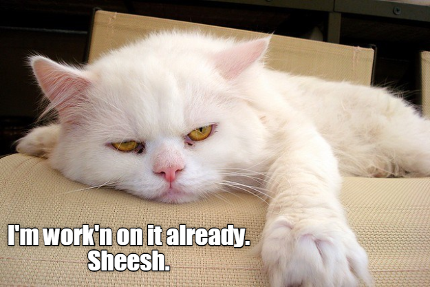 Sheesh - Lolcats - lol | cat memes | funny cats | funny cat pictures ...