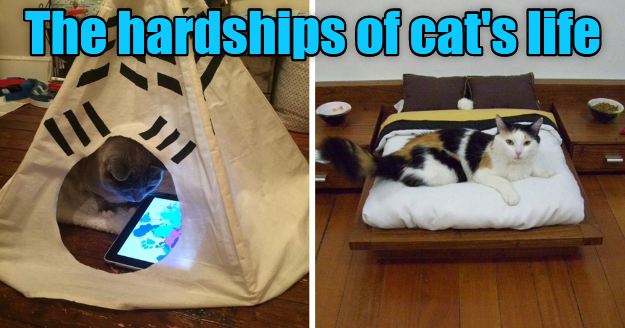 Life is hard - Lolcats - lol | cat memes | funny cats | funny cat ...