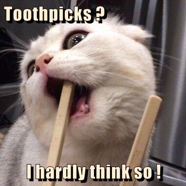Toothpicks ? I hardly think so ! - Lolcats - lol | cat memes | funny ...