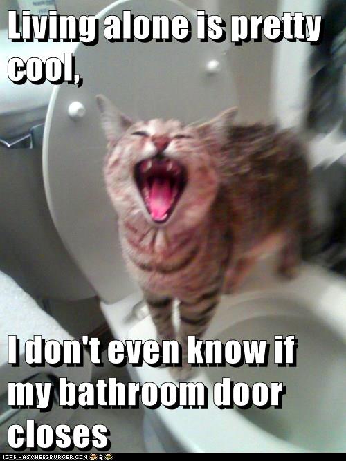 Living alone is pretty cool - Lolcats - lol | cat memes | funny cats ...