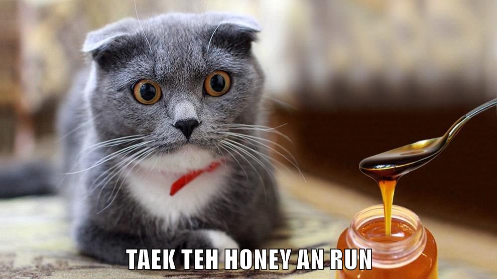 TAEK TEH HONEY AN RUN - Lolcats - lol | cat memes | funny cats | funny ...