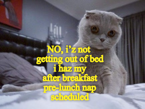 kitten haz a schedule - Lolcats - lol | cat memes | funny cats | funny ...