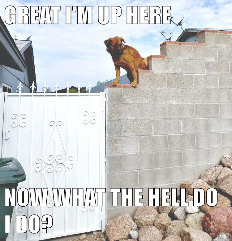 NOW WHAT THE HELL DO I DO? - I Has A Hotdog - Dog Pictures - Funny ...