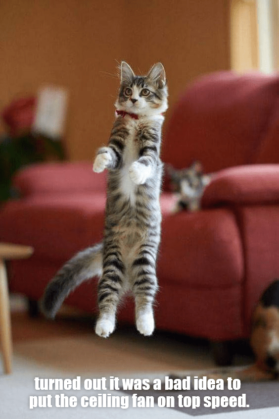 Indoor-tornado - Lolcats - lol | cat memes | funny cats | funny cat pictures with words on them ...