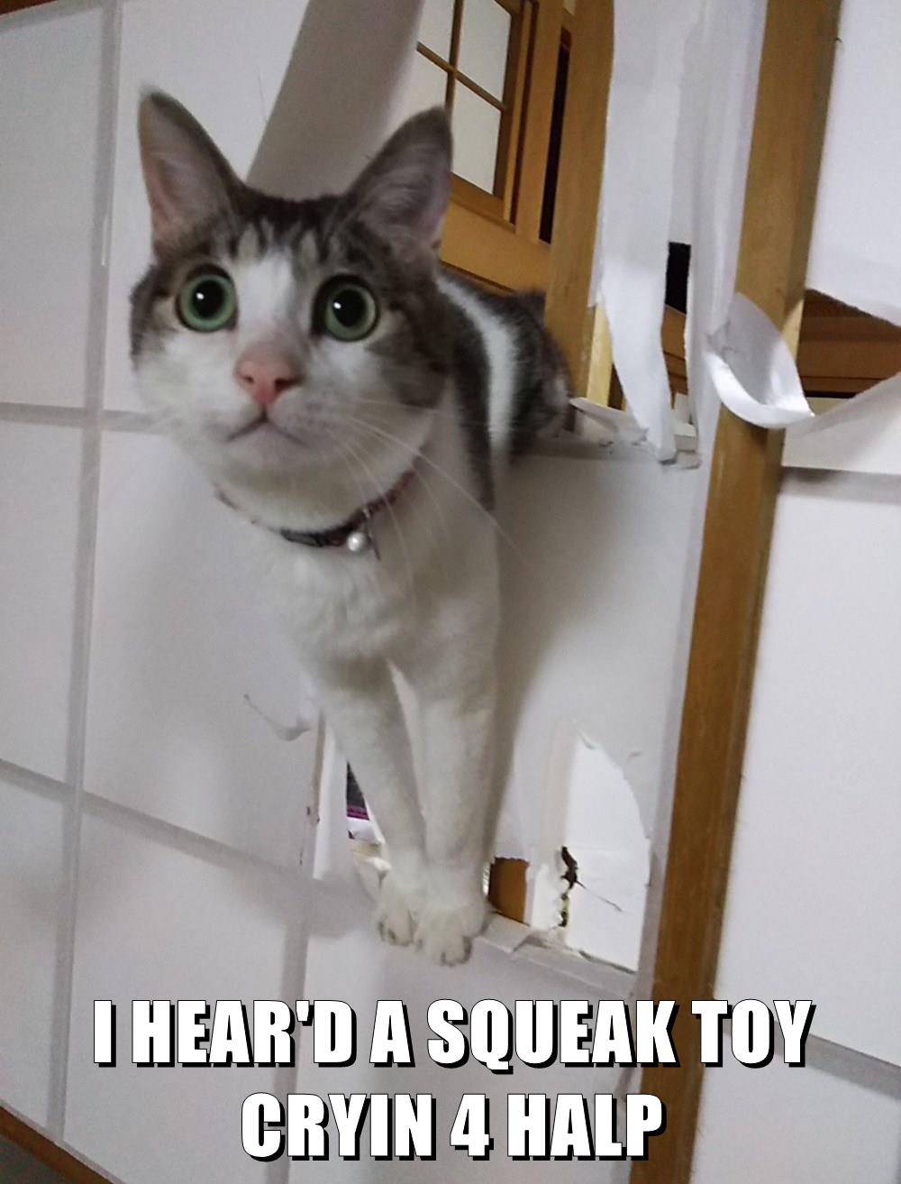 I HEAR'D A SQUEAK TOY CRYIN 4 HALP - Lolcats - lol | cat memes | funny ...