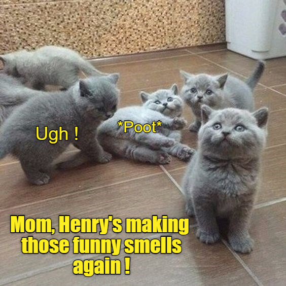 Again! - Lolcats - lol | cat memes | funny cats | funny cat pictures ...