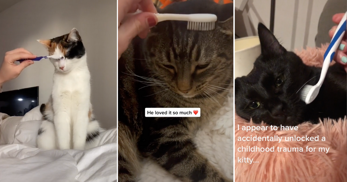 Cat Owners Brush Their Cats' Heads With Toothbrushes Because It Reminds ...
