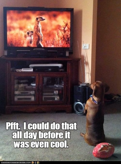 Pfft - I Has A Hotdog - Dog Pictures - Funny pictures of dogs - Dog ...