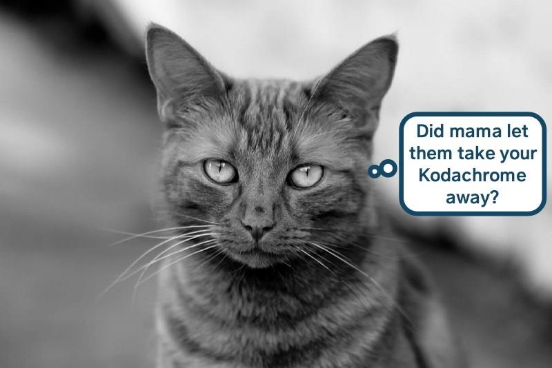 Flashback: kitteh no fan of artsy black and white - Lolcats - lol | cat ...