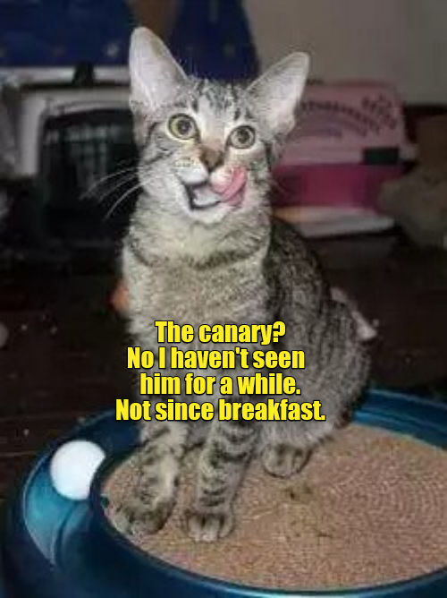 Btw, when is lunch? - Lolcats - lol | cat memes | funny cats | funny ...