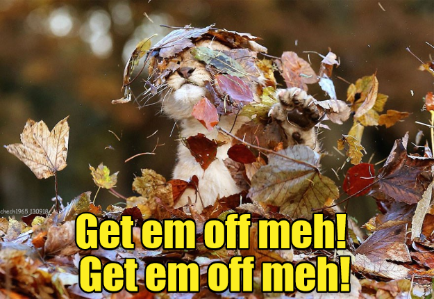 Too Soon! Too Soon! - Lolcats - lol | cat memes | funny cats | funny ...