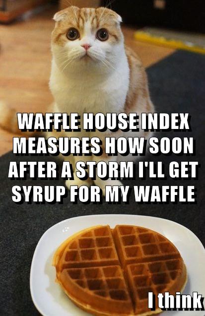 WAFFLE HOUSE INDEX - Lolcats - lol | cat memes | funny cats | funny cat ...