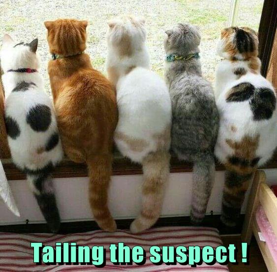 Tailing the suspect ! - Lolcats - lol | cat memes | funny cats | funny ...