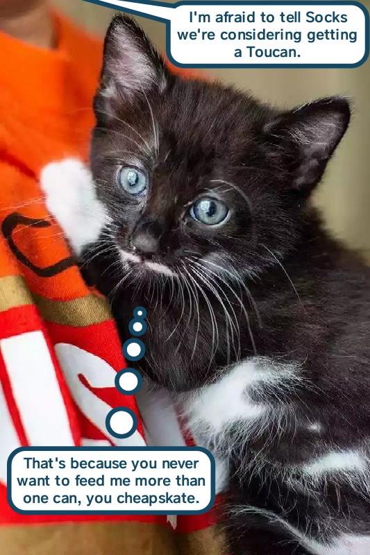 IFF - Identify Friend or Food - Lolcats - lol | cat memes | funny cats ...