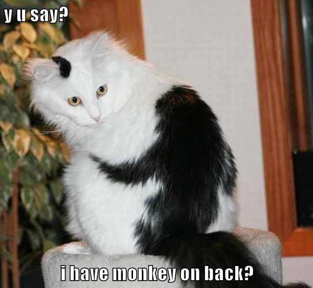 I have monkey on back? - Lolcats - lol | cat memes | funny cats | funny ...