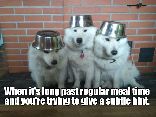 Not too subtle - I Has A Hotdog - Dog Pictures - Funny pictures of dogs ...