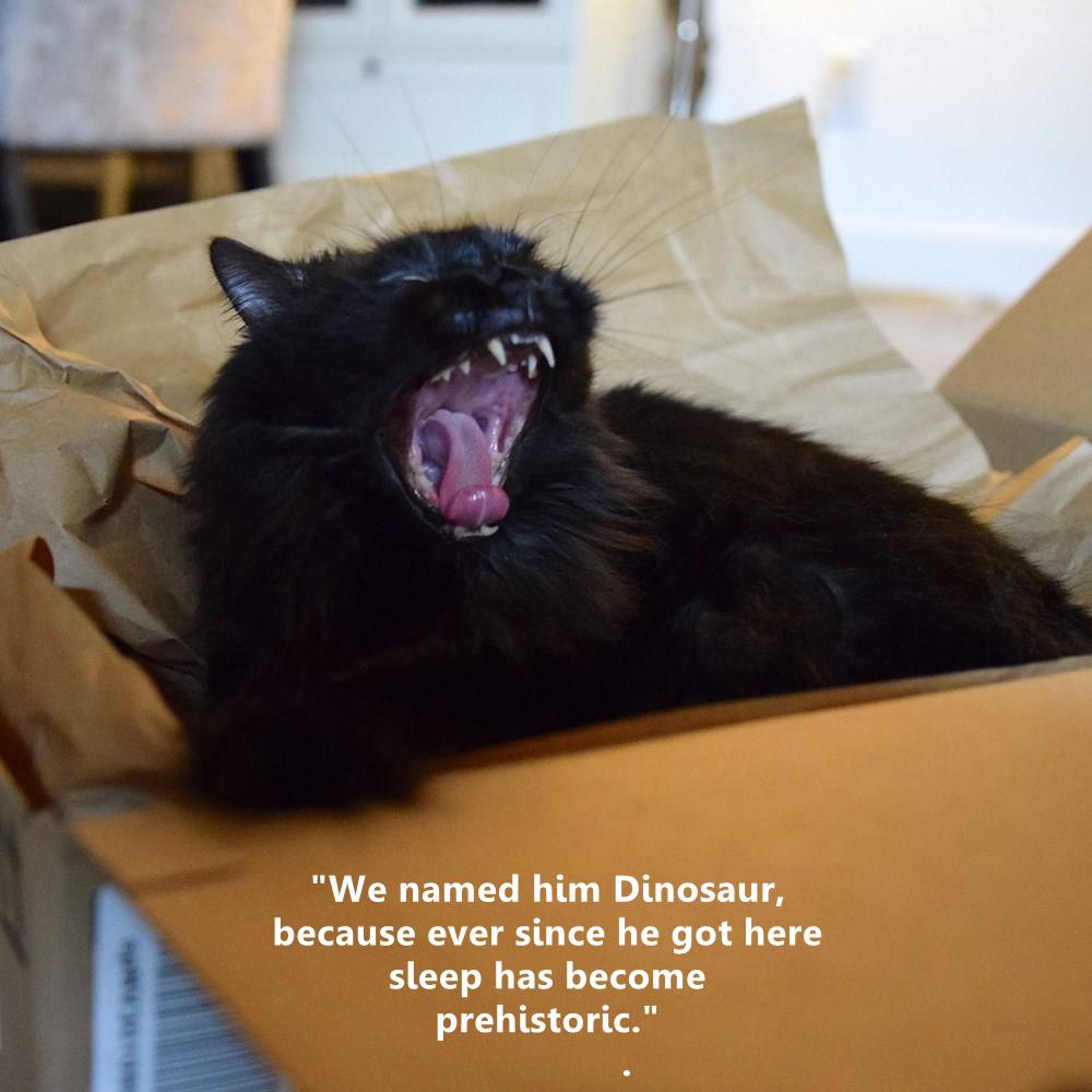 "We named him Dinosaur, because ever since he got here sleep has become ...