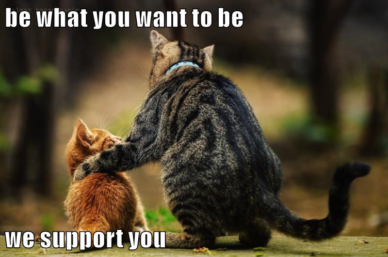 We support you - Lolcats - lol | cat memes | funny cats | funny cat ...