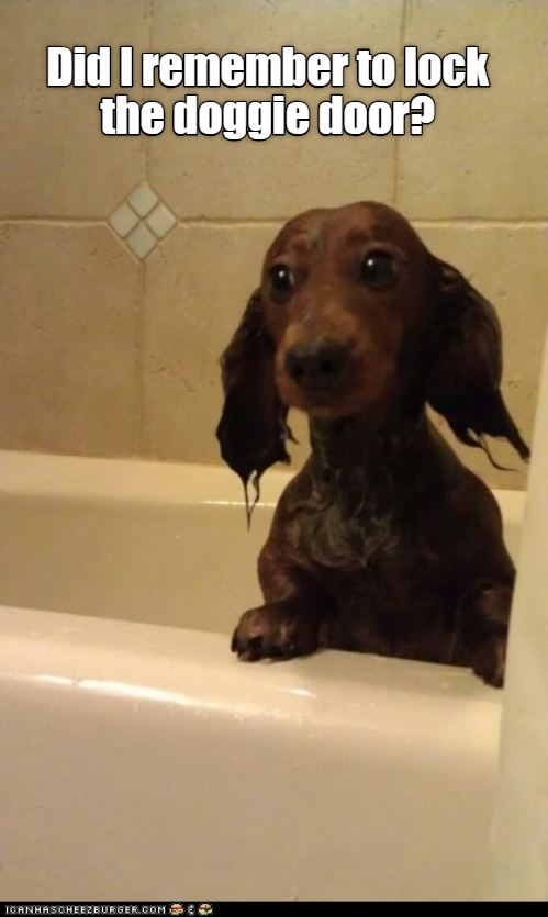 Did I remember to lock the doggie door? - I Has A Hotdog - Dog Pictures ...