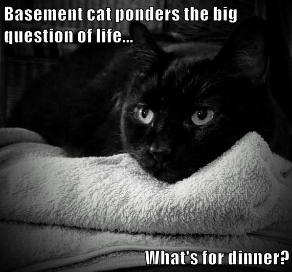 The big question of life - Lolcats - lol | cat memes | funny cats ...