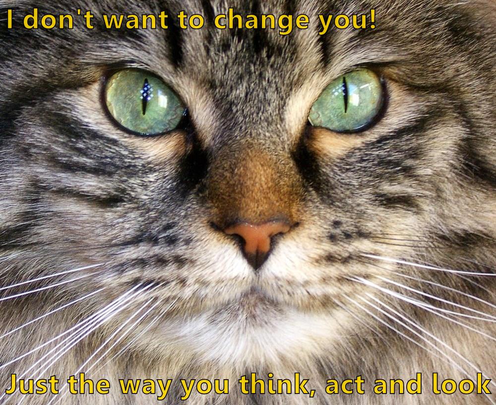 Minor changes only - Lolcats - lol | cat memes | funny cats | funny cat ...