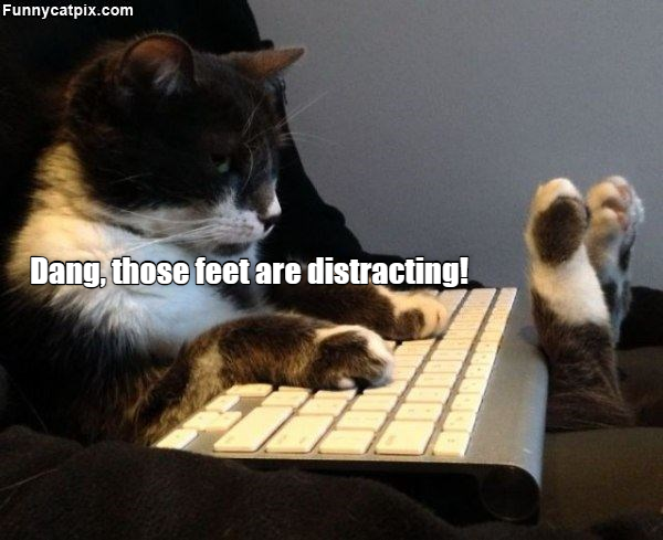 Those feet are distracting... - Lolcats - lol | cat memes | funny cats ...
