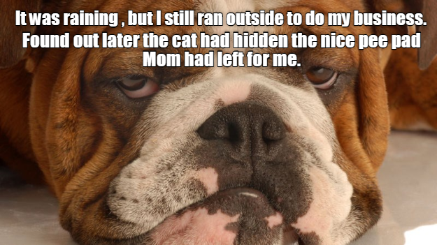 It was raining - I Has A Hotdog - Dog Pictures - Funny pictures of dogs ...