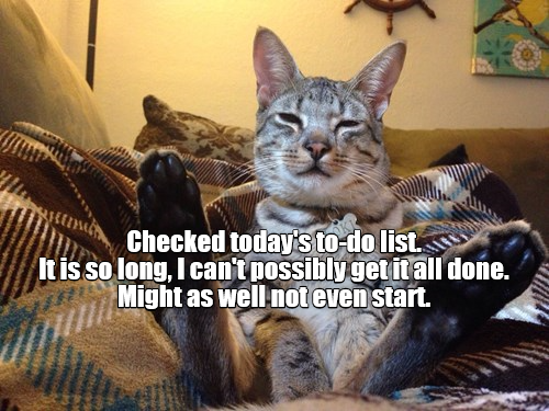 Best decision - Lolcats - lol | cat memes | funny cats | funny cat ...