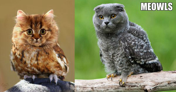 "Meowls" Are a Gorgeous Cat/Owl Hybrid That the Mad Scientists of the ...