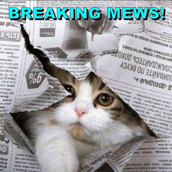 BREAKING MEWS! - Lolcats - lol | cat memes | funny cats | funny cat ...