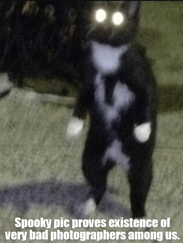 They're everywhere and I'm scared! - Lolcats - lol | cat memes | funny ...