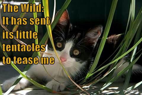 The Wild: - Lolcats - lol | cat memes | funny cats | funny cat pictures ...