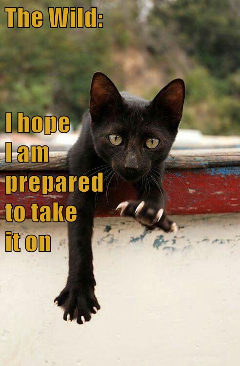 I hope I am prepared to take it on - Lolcats - lol | cat memes | funny ...