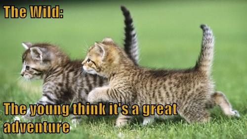 The Wild: The young think it's a great adventure - Lolcats - lol | cat ...