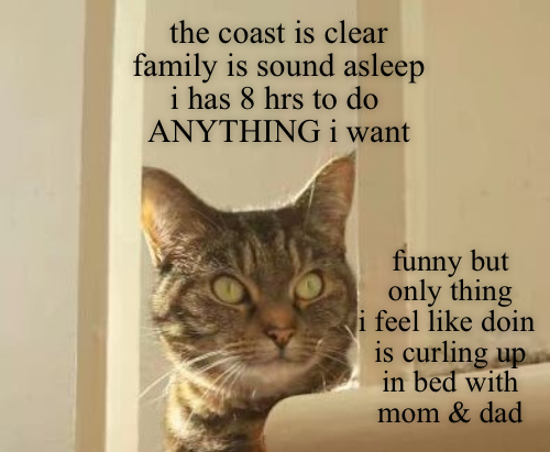 The coast is clear - Lolcats - lol | cat memes | funny cats | funny cat ...