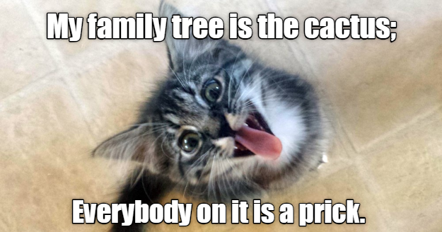 Rude, rude kitty! - Lolcats - lol | cat memes | funny cats | funny cat ...