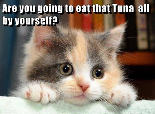 Are you going to eat that Tuna all by yourself? - Lolcats - lol | cat ...