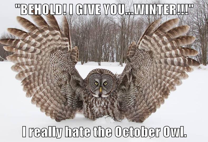 I really hate the October Owl. - Animal Comedy - Animal Comedy, funny ...