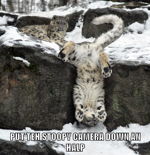PUT TEH STOOPY CAMERA DOWN AN HALP - Lolcats - lol | cat memes | funny ...