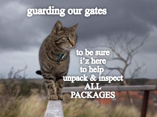 Guarding our gates - Lolcats - lol | cat memes | funny cats | funny cat ...