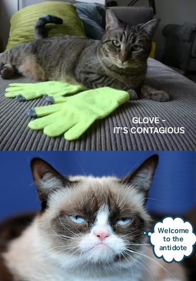Rejected - Lolcats - lol | cat memes | funny cats | funny cat pictures ...
